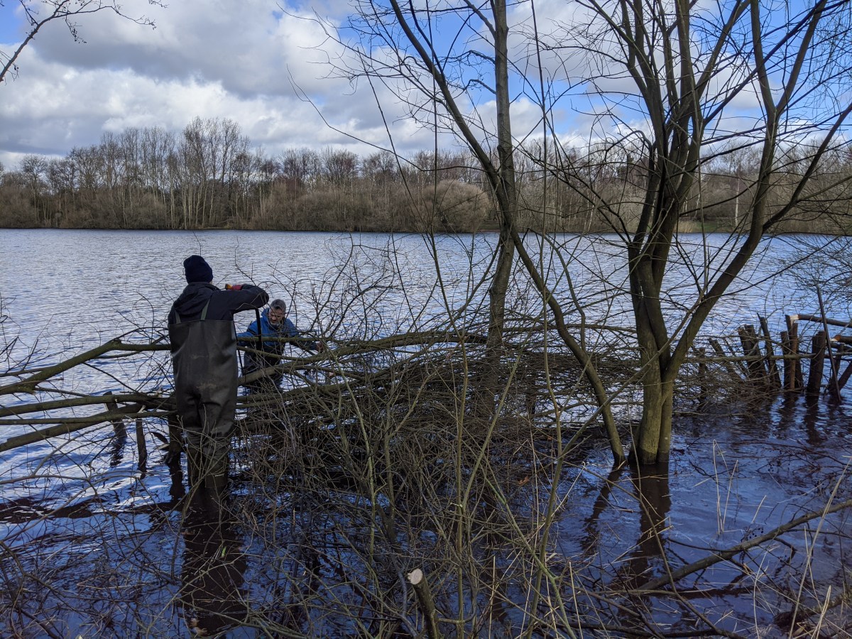 Chorlton Water Park’s willow groynes | SMCV