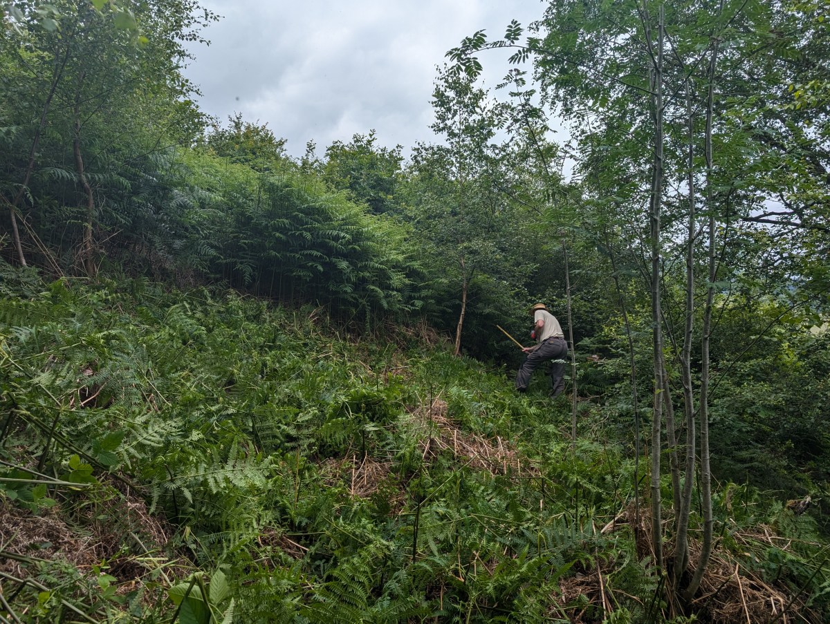 Bracken-bashing at Tegg’s Nose (again) | SMCV